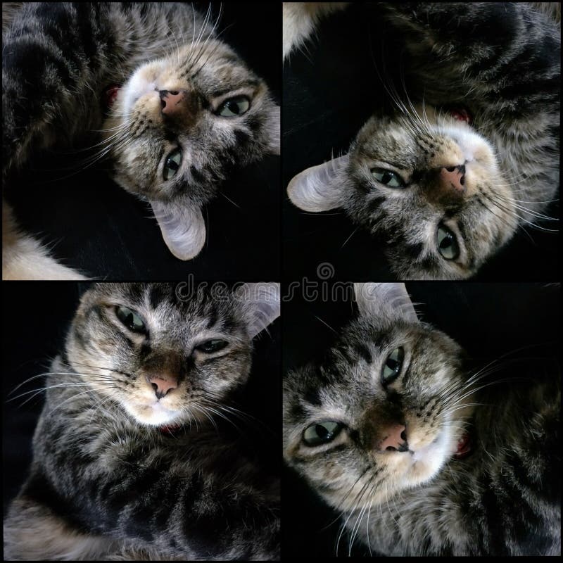 Meaw Meaw stock photo. Image of fuzzy, haired, cute, cats - 11776778 Meaw Meaw stock photo. Image of fuzzy, haired, cute, cats - 11776778