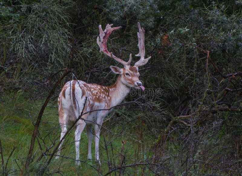 Silly pose stock image. Image of silly, deer, sticks - 194434691