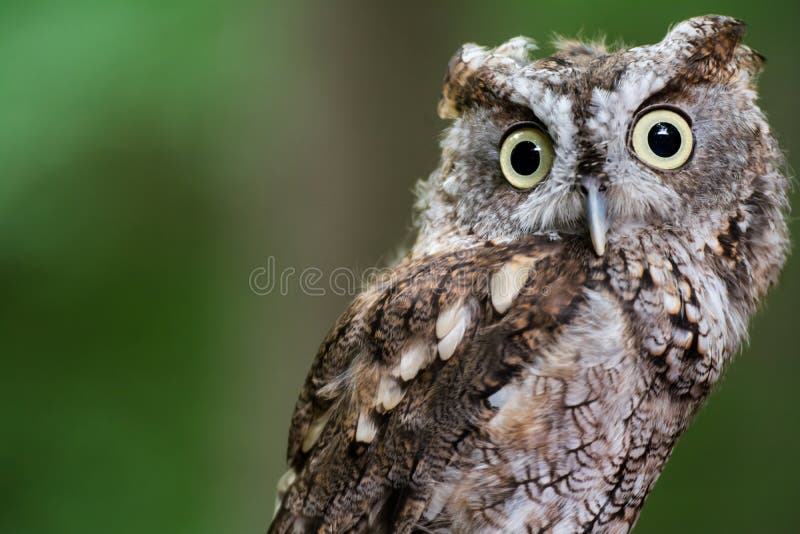 Silly screech owl stock image. Image of silly, camouflage - 41511393