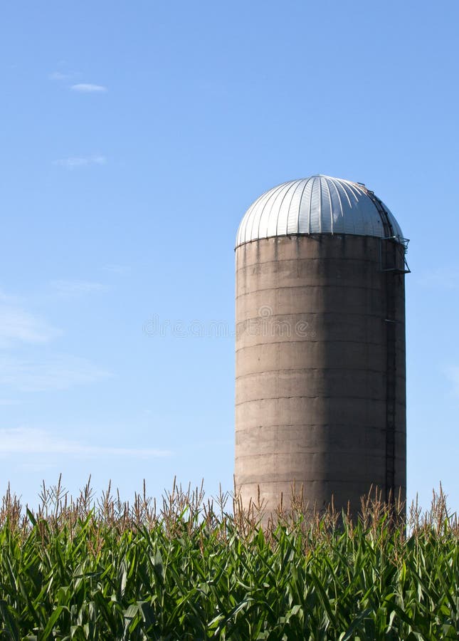 Silo in a corn field stock photo. Image of crop, midwest - 25971910