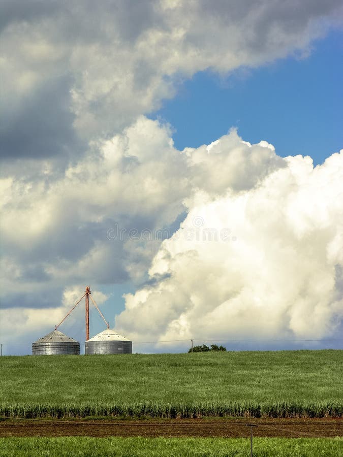 Silo and green corn field stock image. Image of farming - 146575059