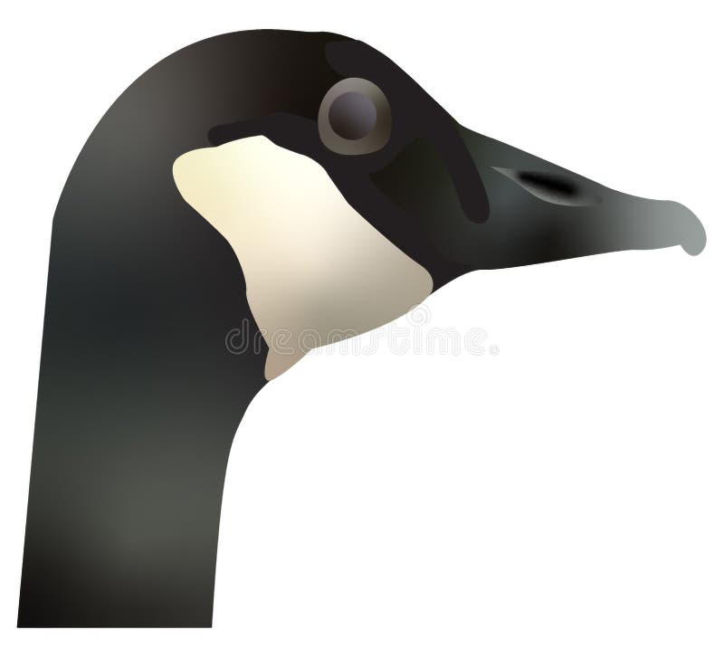 Silo of Profile View of Goose Head on White Background Stock Vector ...