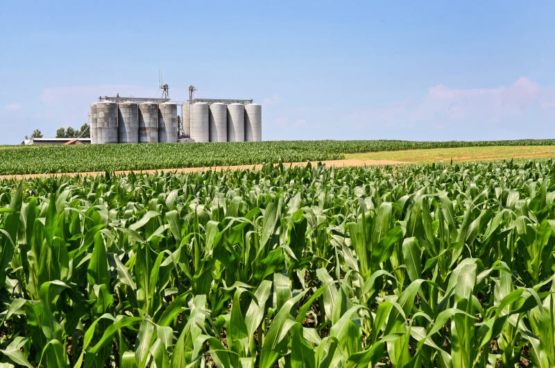 Classic Red Barn in a Corn Field Stock Image - Image of midwest, corn ...