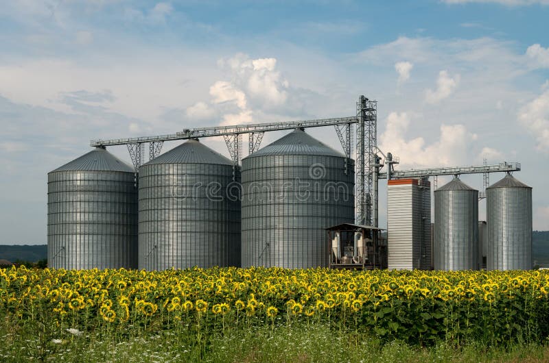 Campo Con Los Silos De Grano Para La Agricultura Imagen de archivo ...