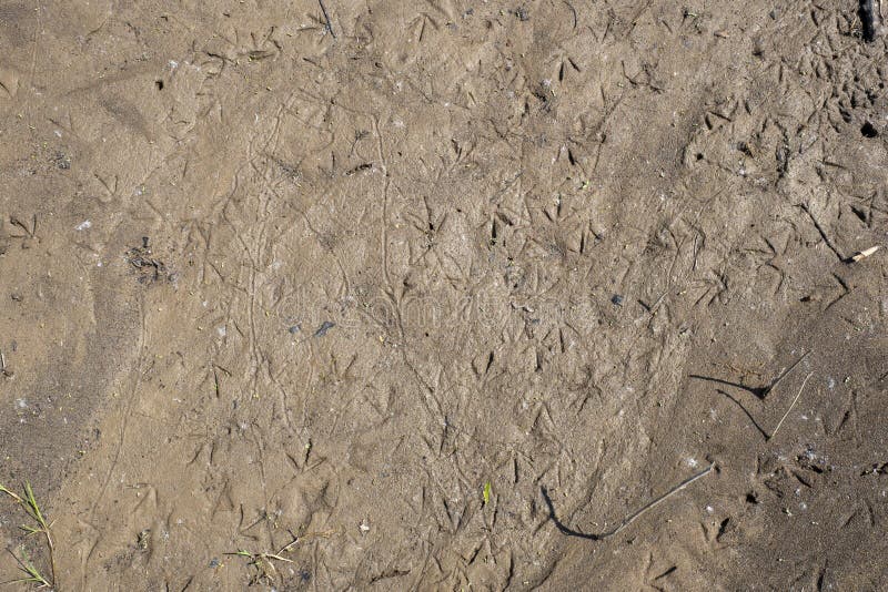 106 Brown Sandy Silt Stock Photos - Free & Royalty-Free Stock Photos ...