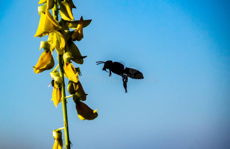 Silueta De Abejas Volando Cerca De La Flor Foto de archivo - Imagen de ...