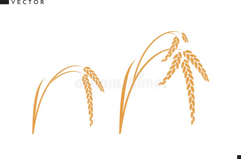 Silueta De Arroz. Vector De Arroz Aislado Ilustración del Vector ...