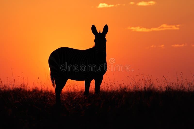 Silueta de la cebra imagen de archivo. Imagen de africano - 30821453