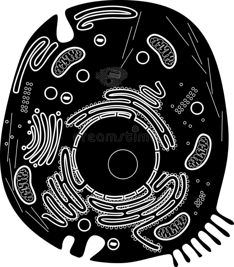Silueta De La Estructura Celular Animal Ilustración del Vector ...