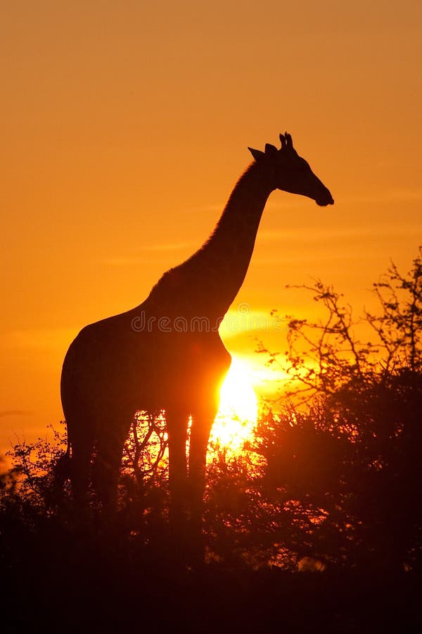 66,192 Jirafa Embarazada Fotos de stock - Fotos libres de regalías de ...