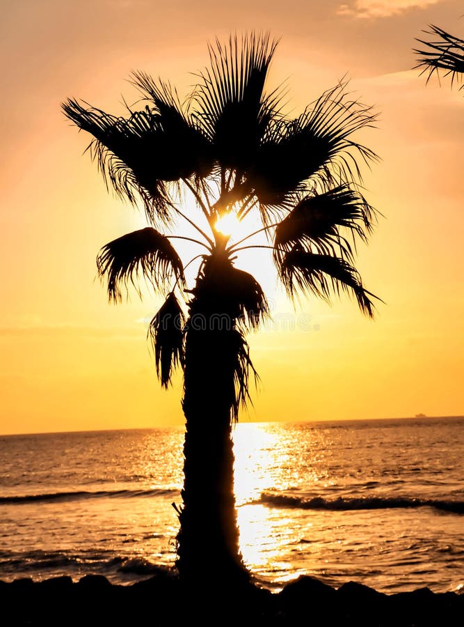 Silueta de la palmera foto de archivo. Imagen de noche - 130930684