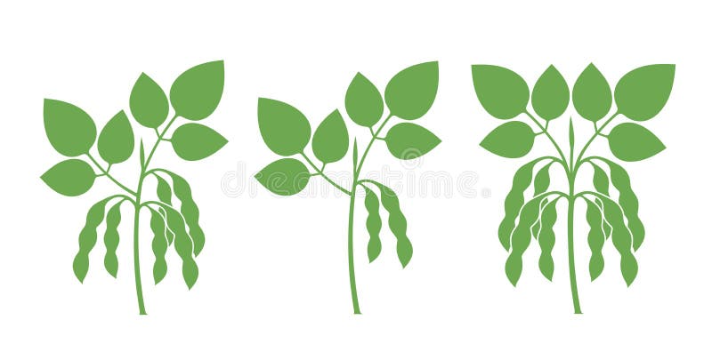 Silueta De La Soja Soja Aislada En El Fondo Blanco Ilustración del ...