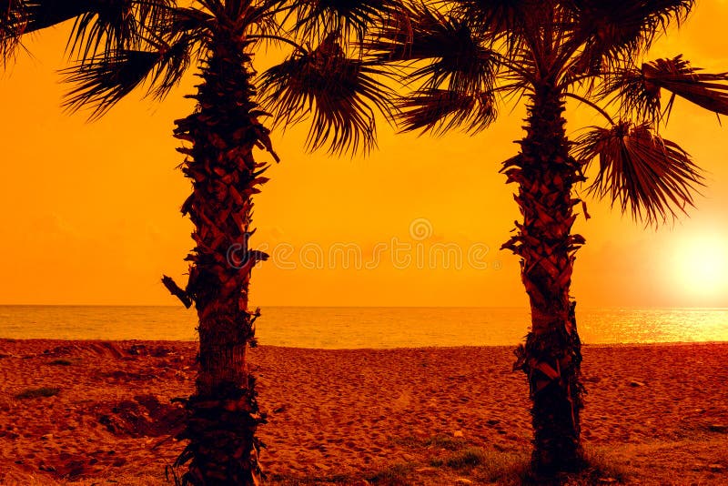 Silueta De Palmeras En La Playa Imagen de archivo - Imagen de foenix ... Silueta De Palmeras En La Playa Imagen de archivo - Imagen de foenix ...