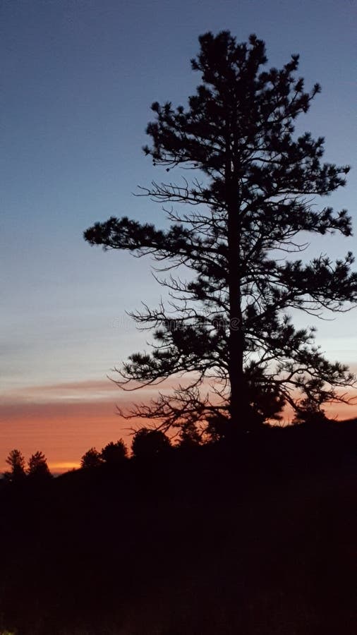 Silueta de pino colorado foto de archivo. Imagen de cubo - 229087098
