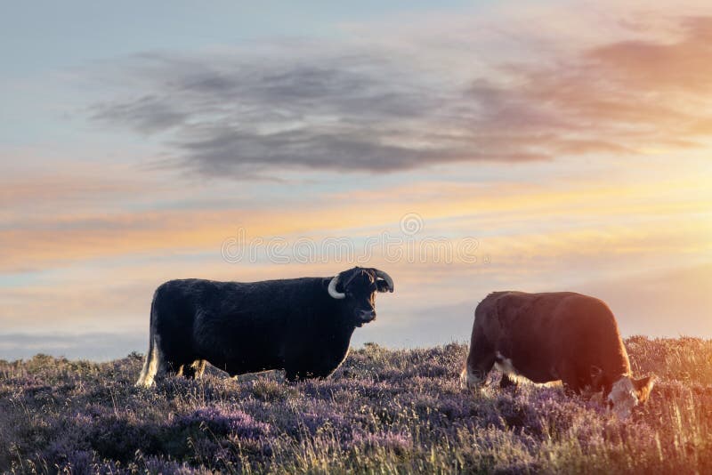 Silueta De Toro Y Vaca Al Atardecer Foto de archivo - Imagen de ...