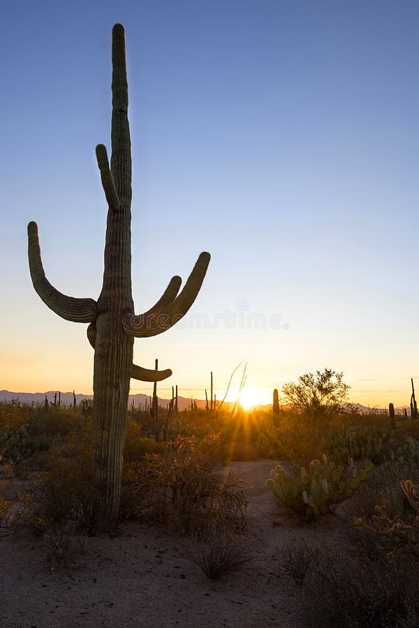 Silueta De Un Cactus Al Atardecer Foto de archivo - Imagen de paisajes ...