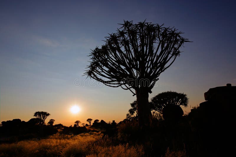 Silueta Del árbol De La Aljaba Imagen de archivo - Imagen de exterior ...