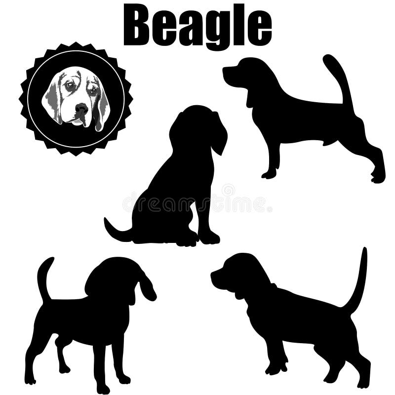 Beagle Vector Ilustraciones Stock, Vectores, Y Clipart – (7,012 ...