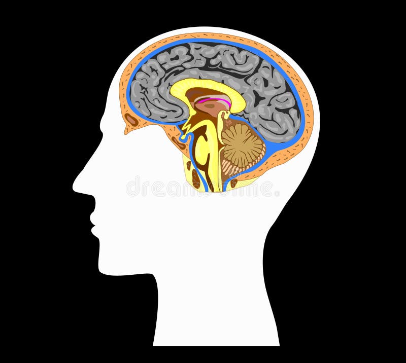 Sagoma Di Una Testa Umana Con Anatomia Cerebrale All'interno ...