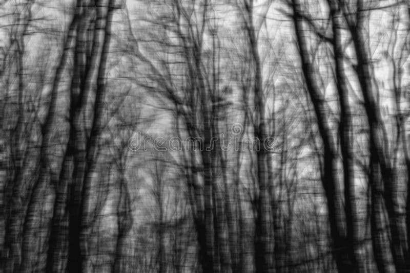 Siluette Vaghe Degli Alberi Immagine Stock - Immagine di albero, bianco ...