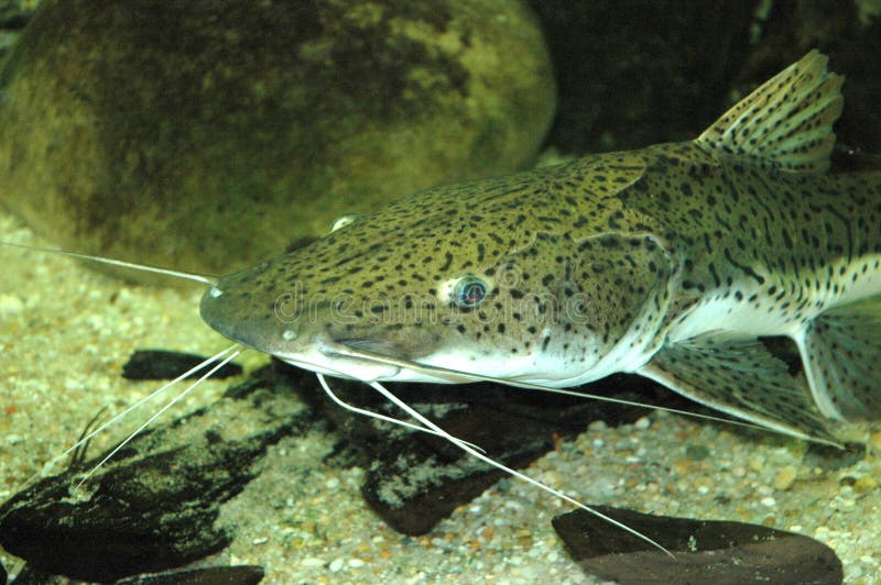 Siluro imagen de archivo. Imagen de escalas, animal, pescados - 11523565
