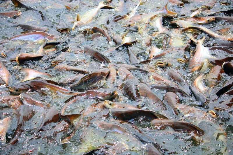 Siluro imagen de archivo. Imagen de boca, pista, fresco - 14049763