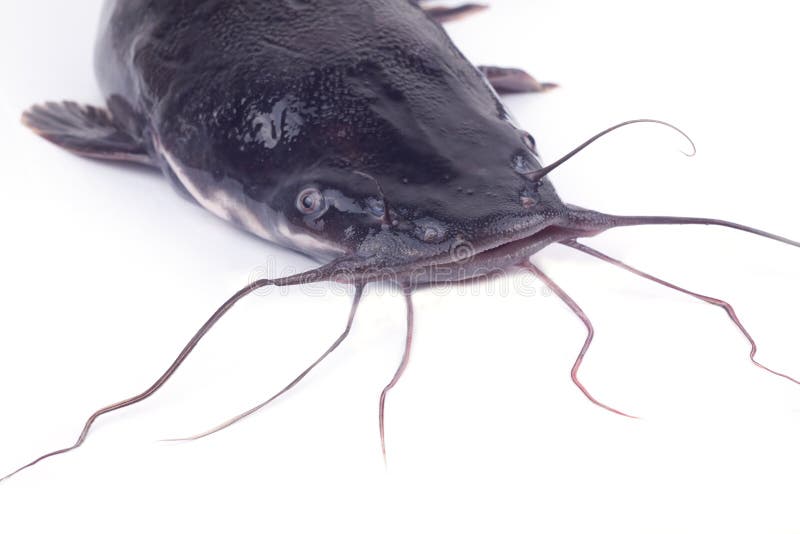 Siluro foto de archivo. Imagen de alimento, siluro, boca - 17669826