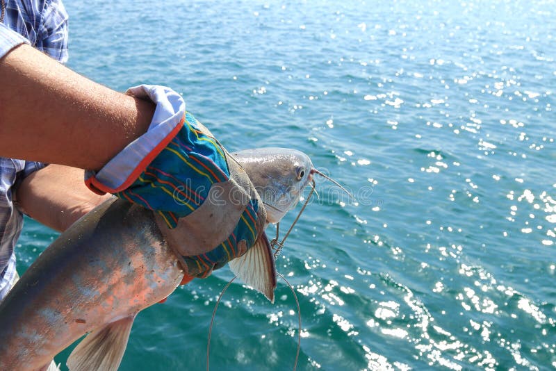 El Siluro (Silurus Glanis). Foto de archivo - Imagen de profundidad ...