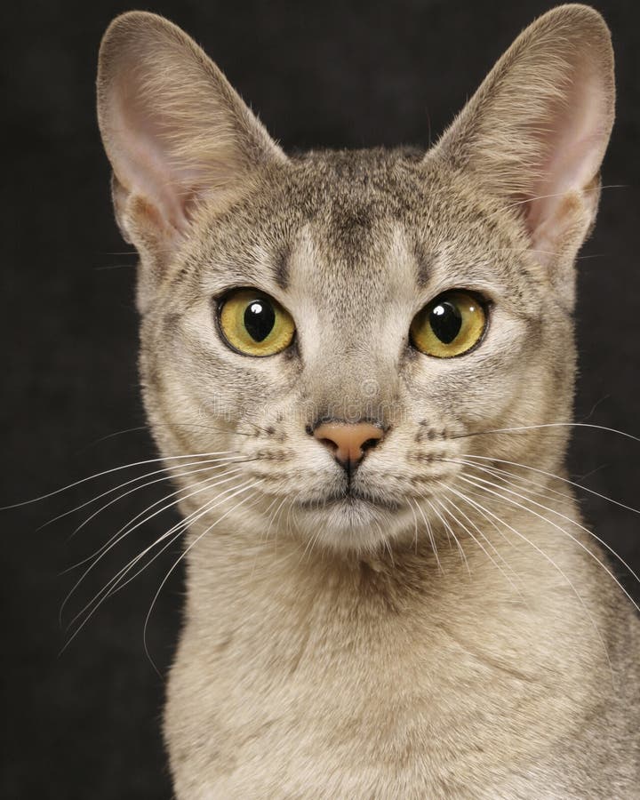 Silver Abyssinian stock photo. Image of felines, eyes - 8116260
