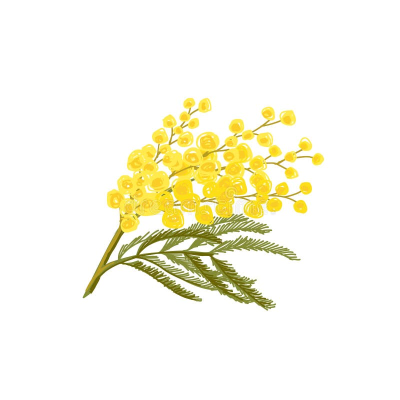 Sprig Of Acacia Clipart Flower