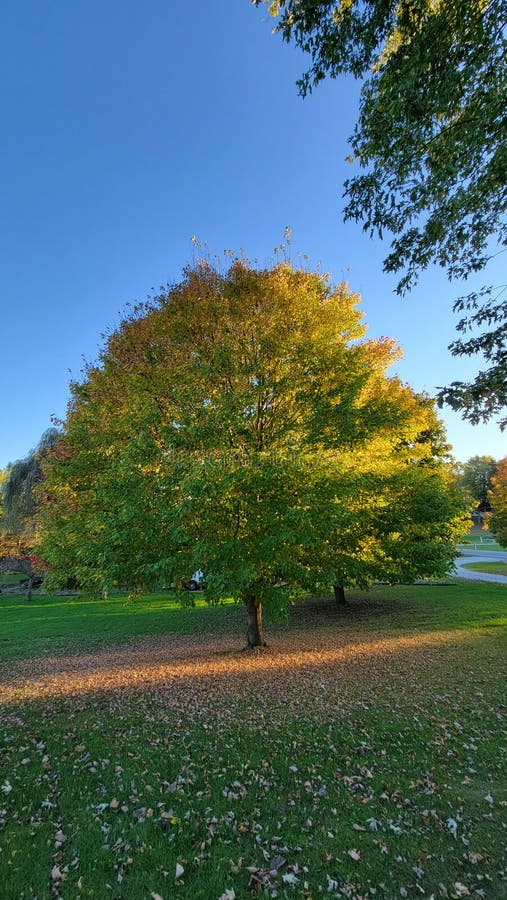 Autumn Tree Line Reflections Stock Image - Image of crisp, pond: 102474377