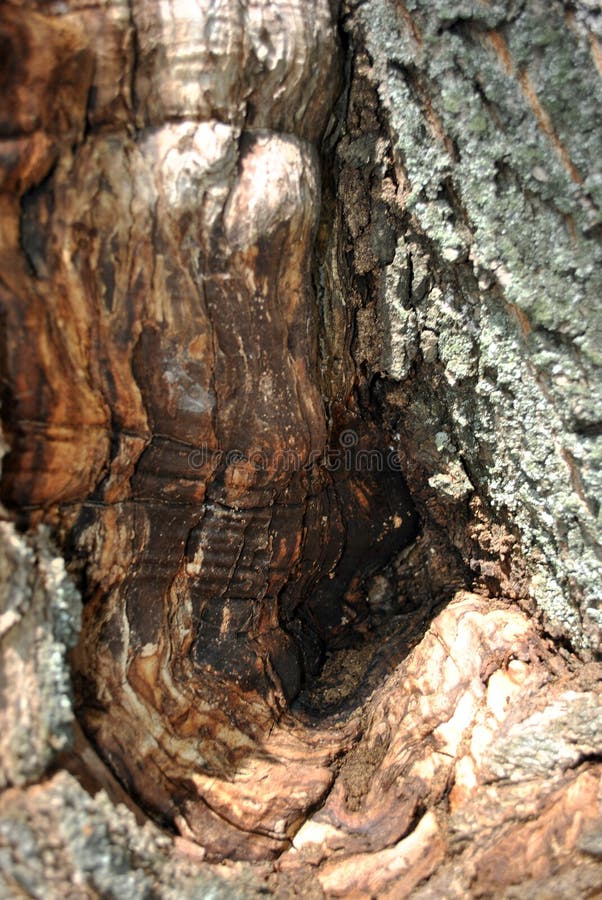 Tree Wavy Texture in the Forest, Textured Background Wallpaper. Stock ...