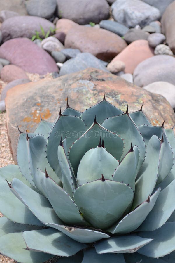 Silver Agave Plant with Rocks for Xeriscaping Stock Photo - Image of ...