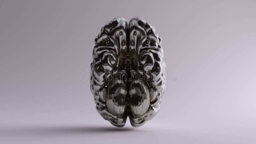 Silver Anatomical Brain stock illustration. Illustration of intellect ...