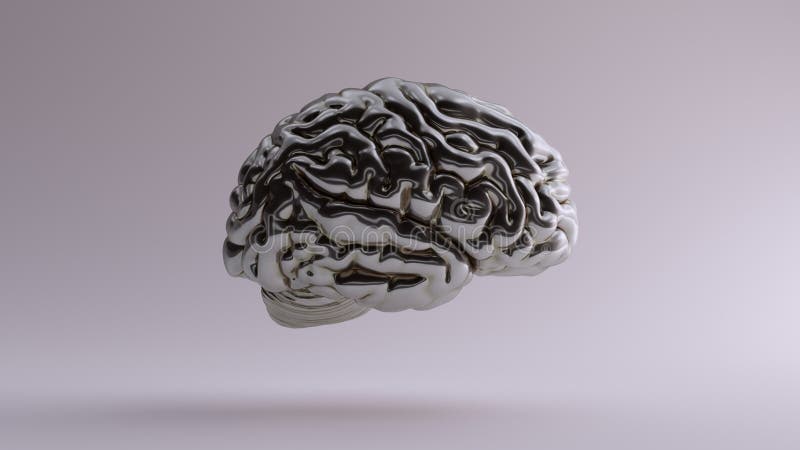 Silver Anatomical Brain stock illustration. Illustration of cerebellum ...