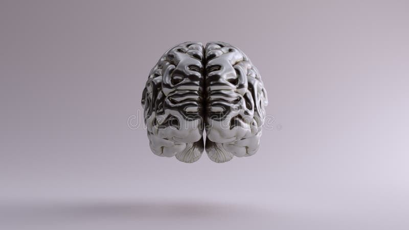 Silver Anatomical Brain Stock Illustrations – 64 Silver Anatomical ...