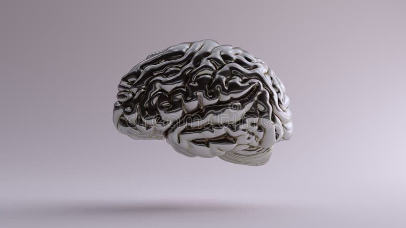 Silver Anatomical Brain Stock Illustrations – 64 Silver Anatomical ...