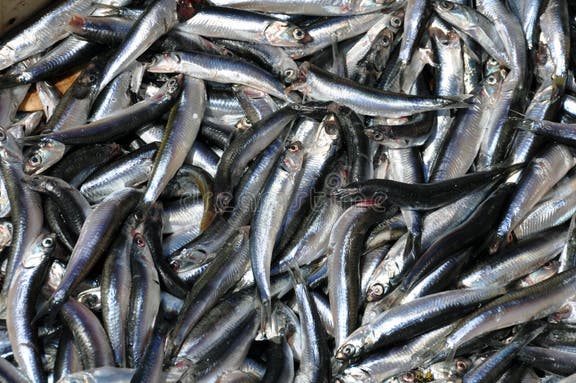 Silver anchovies stock photo. Image of eyes, anchovy - 17526190