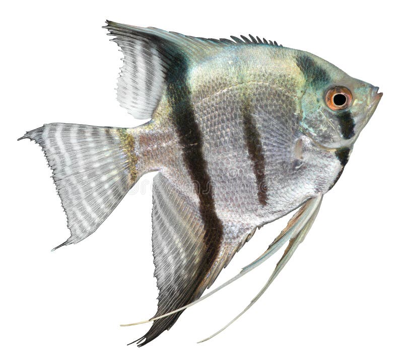 Silver Angelfish stock image. Image of macro, oceanic - 54059133