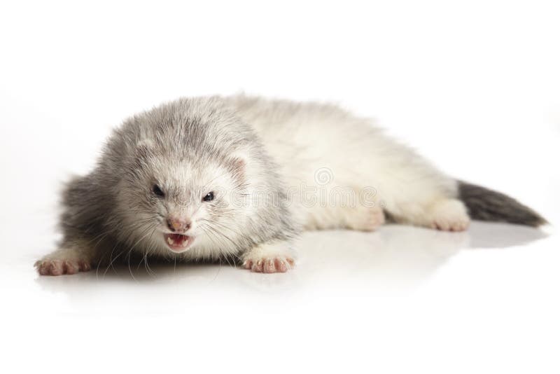 Silver Angora Ferret In Studio Stock Image - Image of face, badgers ...