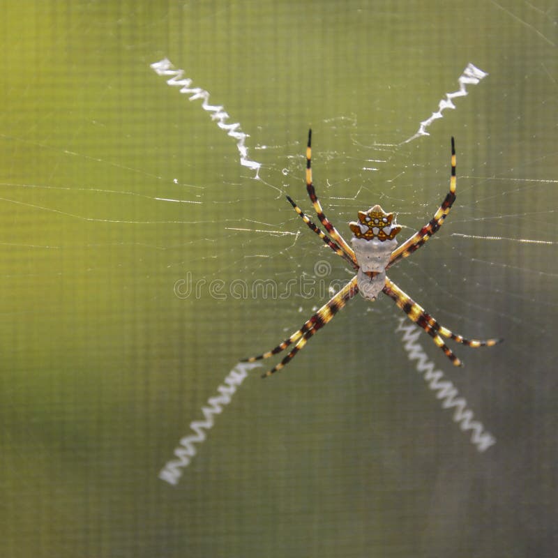 Silver Argiope spider stock photo. Image of hunting, silver - 39554060
