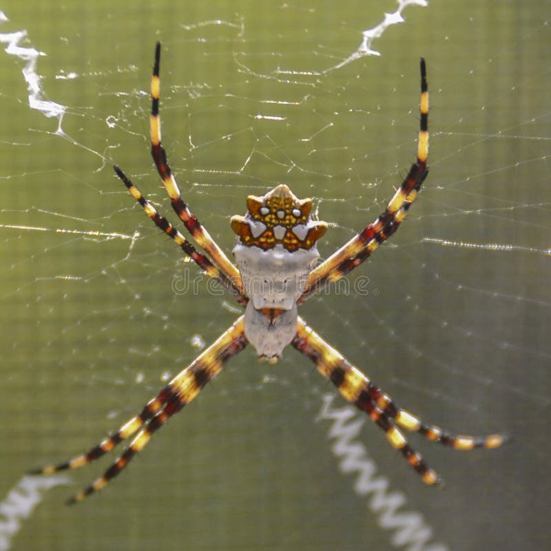 Silver Argiope Spider Closeup Stock Photo - Image of orange, brown ...