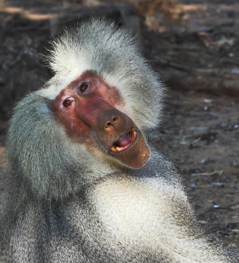 Smiling Baboon Stock Photos - Free & Royalty-Free Stock Photos from ...