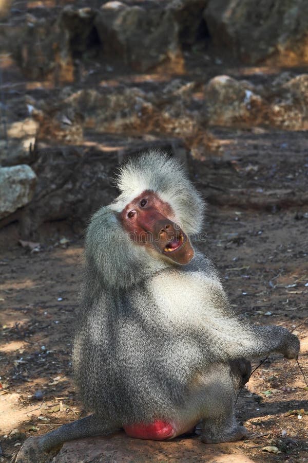 Smiling Baboon Stock Photos - Free & Royalty-Free Stock Photos from ...