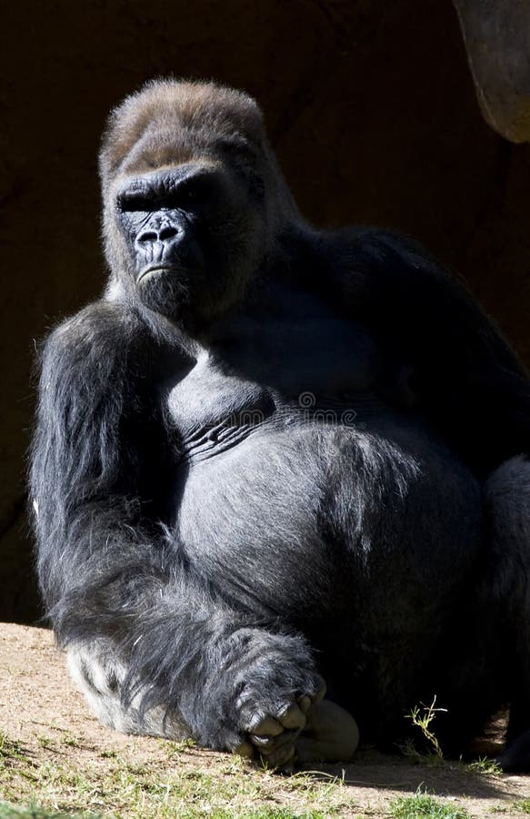 Gorilla stock image. Image of face, primate, monkey, animal - 6991645