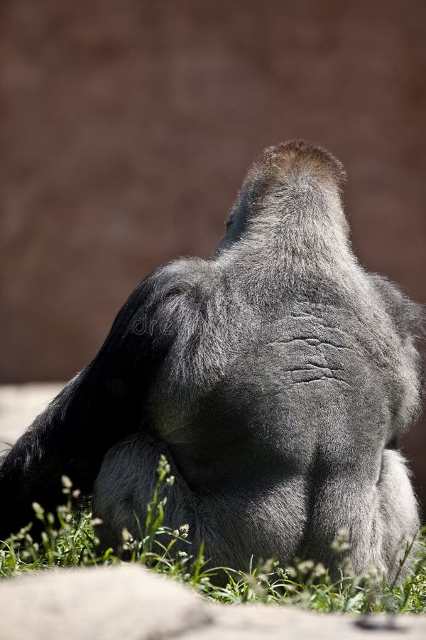 Silver Back Gorilla Closeup at Fort Worth Zoo Stock Image - Image of ...