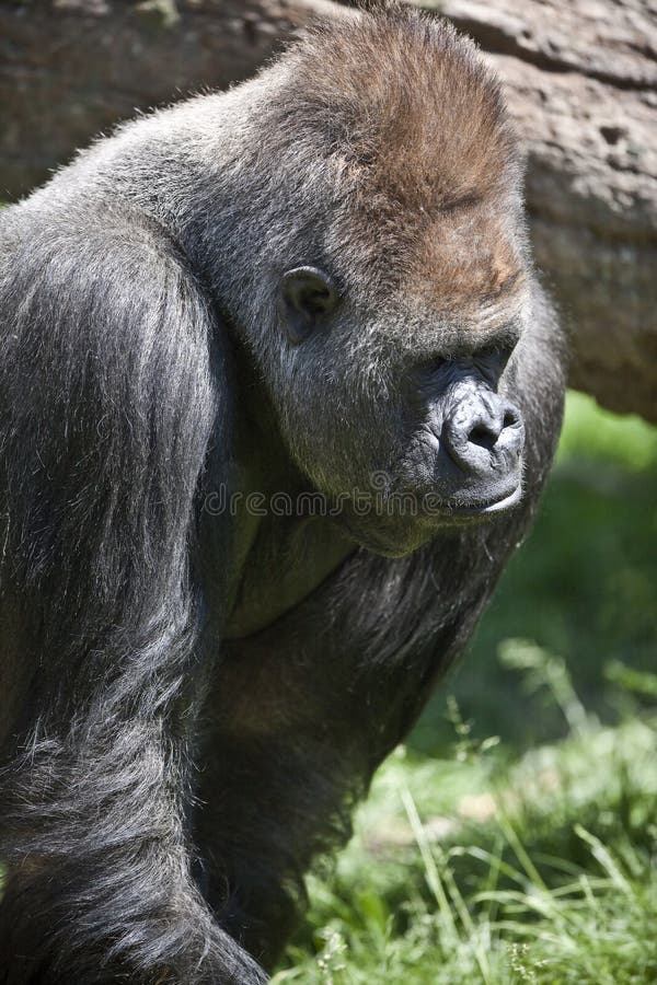 Silver back gorilla stock photo. Image of danger, nature - 13048152