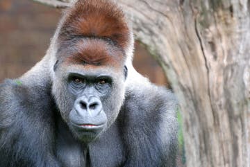 Silver Back Gorilla stock image. Image of back, reserve - 7039699