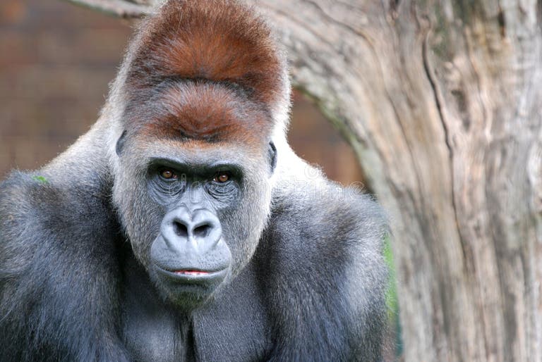 Silver Back Gorilla stock image. Image of back, reserve - 7039699