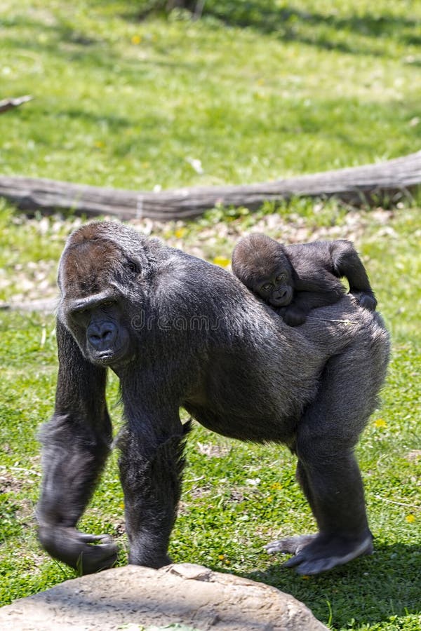 Silver back Gorilla stock image. Image of expressive - 76391105